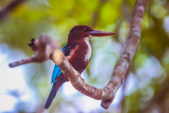Coraciiformes Bilder – Durchsuchen 5,704 Archivfotos, Vektorgrafiken ...