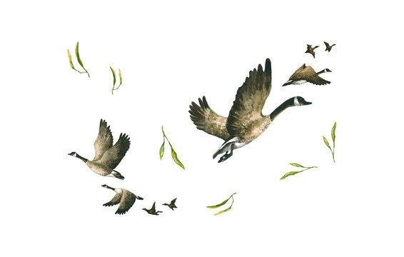 Wildgans Bilder – Durchsuchen 255,627 Archivfotos, Vektorgrafiken und ...