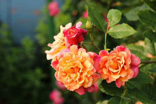 รูปภาพ"Shrub Rose" – เลือกดูภาพถ่ายสต็อก เวกเตอร์ และวิดีโอ747 | Adobe ...