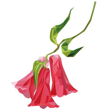 รูปภาพCopihue – เลือกดูภาพถ่ายสต็อก เวกเตอร์ และวิดีโอ251 | Adobe Stock