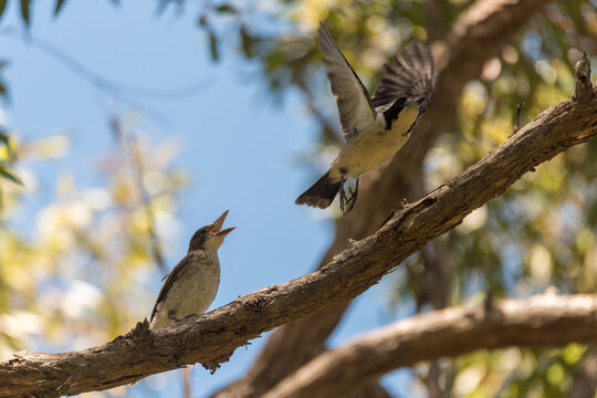 Butcher-Bird Images – Browse 1,133 Stock Photos, Vectors, and Video ...
