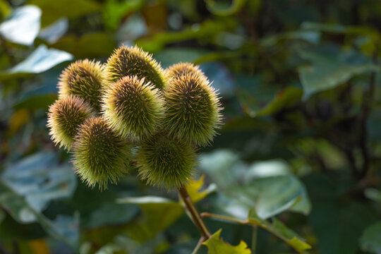 Kinnip Bilder – Durchsuchen 3,314 Archivfotos, Vektorgrafiken und ...