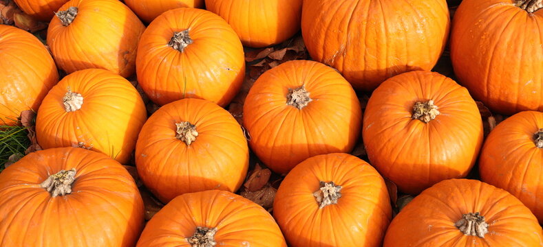 Free Pumpkin Images – Browse 4,446 Free Stock Photos, Vectors, and ...