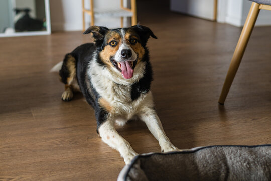 "Cattle Dog" Images – Browse 3,431 Stock Photos, Vectors, and Video ...