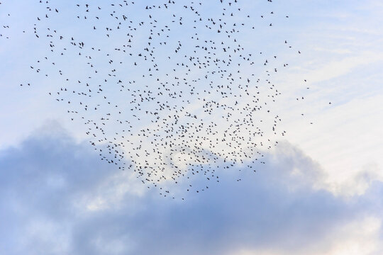Imágenes de Flock: descubre bancos de fotos, ilustraciones, vectores y ...