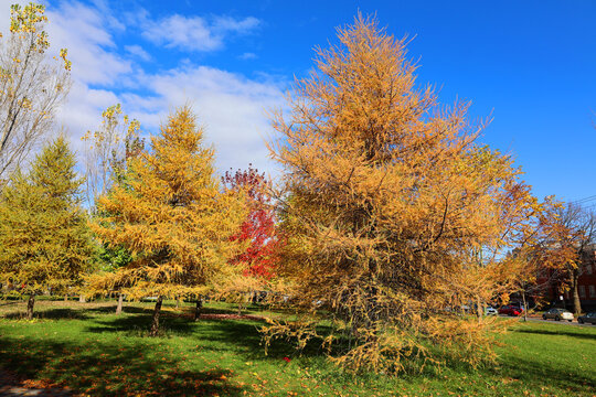 Tamarack Tree Images – Browse 1,214 Stock Photos, Vectors, and Video ...