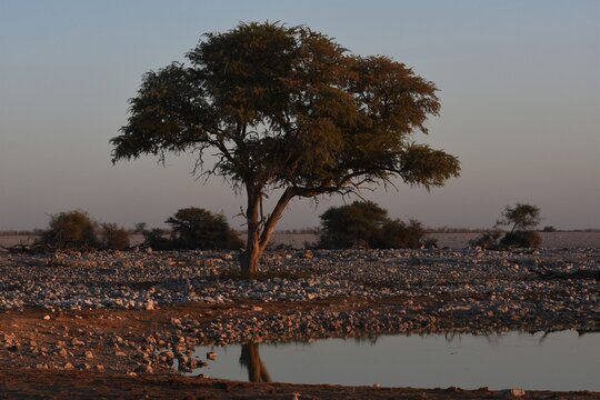 Kameeldoring bilder – Bläddra bland 1,669 stockfoton, vektorer och ...