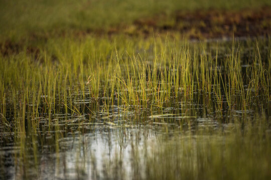 รูปภาพGreengrass – เลือกดูภาพถ่ายสต็อก เวกเตอร์ และวิดีโอ2,691 | Adobe ...