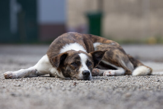 Bernhard photos, images, assets | Adobe Stock
