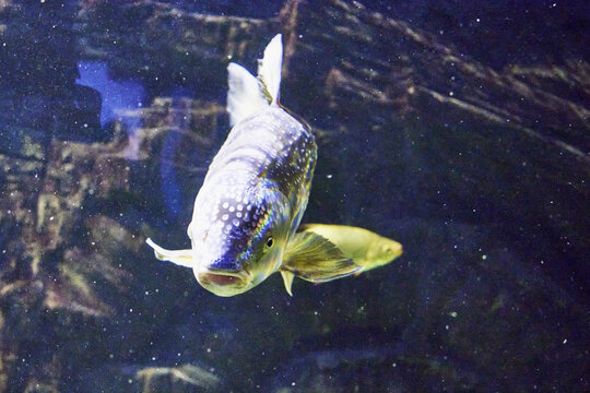 รูปภาพCyprinids – เลือกดูภาพถ่ายสต็อก เวกเตอร์ และวิดีโอ5,483 | Adobe Stock