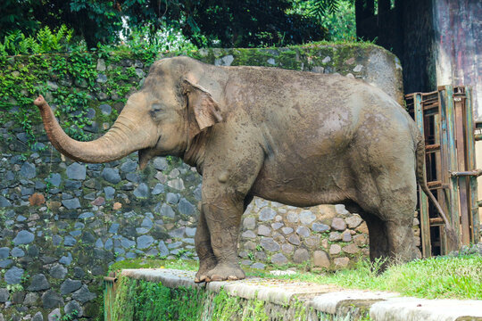 "Happy Elephant" Images – Browse 387 Stock Photos, Vectors, and Video ...