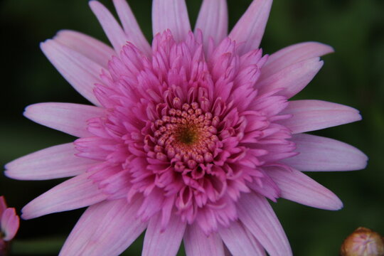 Imágenes de Fiore: descubre bancos de fotos, ilustraciones, vectores y ...