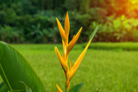 "Underground Stems"-Bilder: Stock-Fotos & -Videos. | Adobe Stock