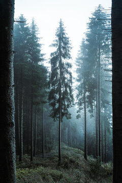 Elongated Images – Browse 4,921,345 Stock Photos, Vectors, and Video ...