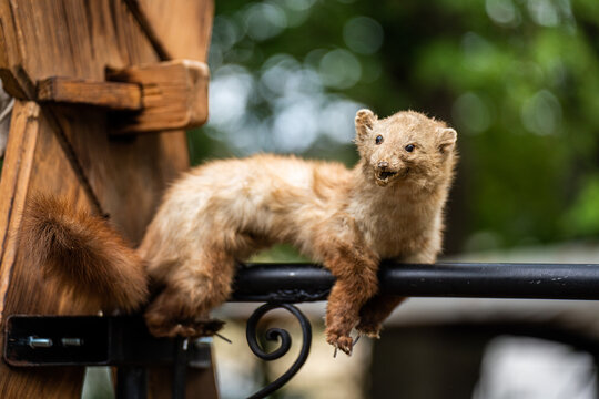 Wiesel bilder – Bläddra bland 687 stockfoton, vektorer och videor ...