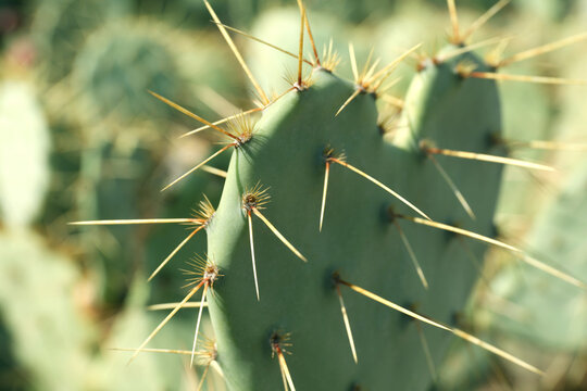 Cladophyll bilder – Bläddra bland 679 stockfoton, vektorer och videor ...