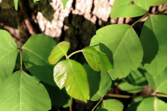 Giftefeu Bilder – Durchsuchen 3,146 Archivfotos, Vektorgrafiken und ...