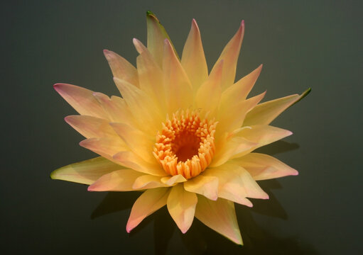 รูปภาพLotiform – เลือกดูภาพถ่ายสต็อก เวกเตอร์ และวิดีโอ1,424 | Adobe Stock