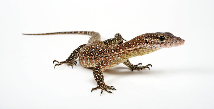 Warane bilder – Bläddra bland 204 stockfoton, vektorer och videor ...