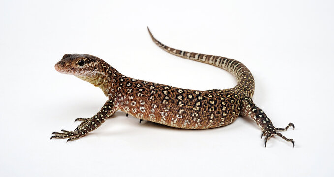 "Timor Tree Monitor" Images – Browse 106 Stock Photos, Vectors, and ...