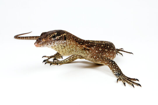 Warane bilder – Bläddra bland 204 stockfoton, vektorer och videor ...