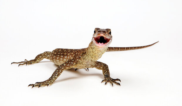 Timor Monitor Baby