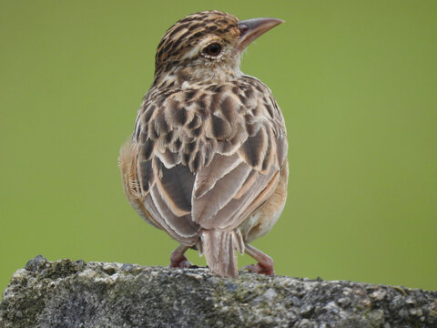 "Bush Lark"-Bilder: Stock-Fotos & -Videos. | Adobe Stock