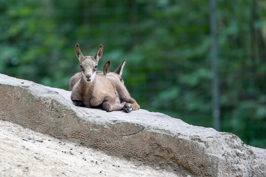 Baby-Ziege Bilder – Durchsuchen 4,245 Archivfotos, Vektorgrafiken und ...