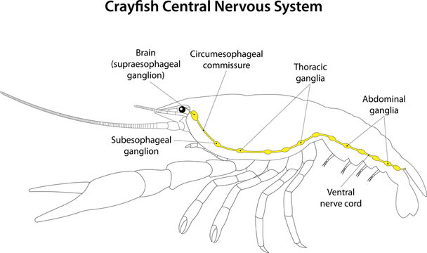 Crayfish Nerve Cord In