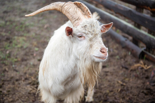 Zenen Images – Browse 7 Stock Photos, Vectors, and Video | Adobe Stock