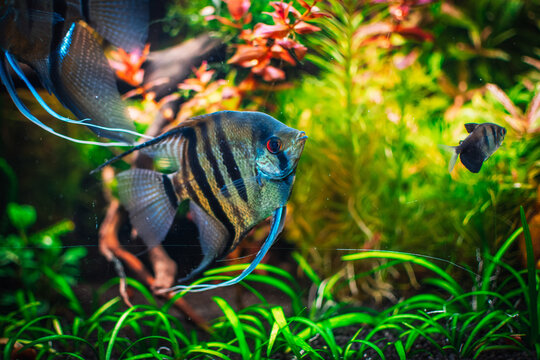 「Angel-Fish」の写真素材 | 256件の無料イラスト画像 | Adobe Stock