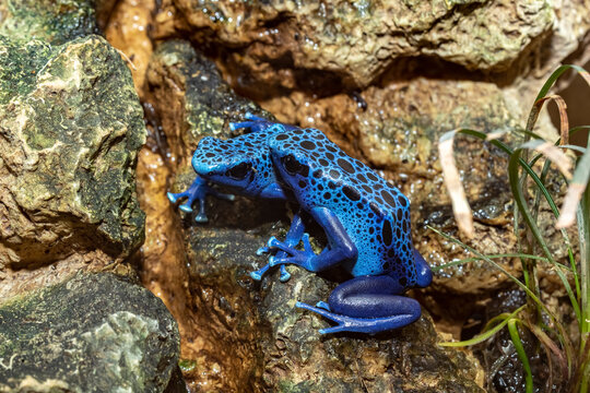 Azureus 이미지 – 찾아보기 416 스톡 사진, 벡터 및 비디오 | Adobe Stock