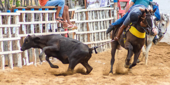 Vaquejada Imagens – Procure 86 fotos, vetores e vídeos | Adobe Stock