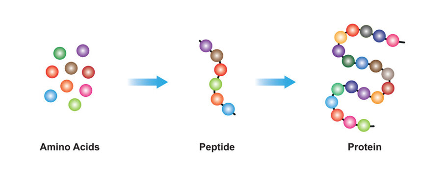 Polypeptide Imagens – Procure 16,826 fotos, vetores e vídeos | Adobe Stock
