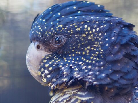 「Granivore」の画像 - 2,274 件の Stock 写真、ベクターおよびビデオ | Adobe Stock