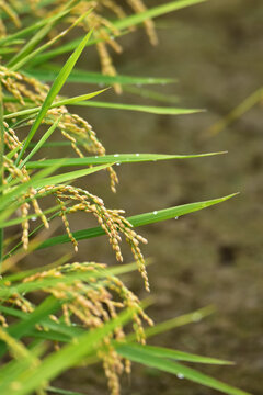 Pfettenkopf Bilder – Durchsuchen 849 Archivfotos, Vektorgrafiken und ...
