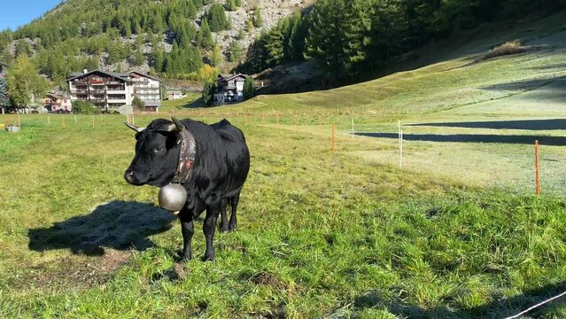 Eringer Bilder – Durchsuchen 653 Archivfotos, Vektorgrafiken und Videos ...