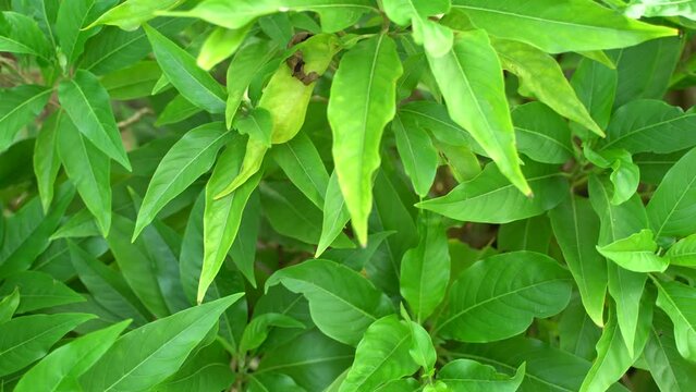 Basak Images – Browse 87 Stock Photos, Vectors, and Video | Adobe Stock