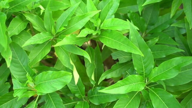 Basak Images – Browse 87 Stock Photos, Vectors, and Video | Adobe Stock