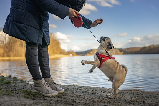 "Walking The Dog" Bilder – Durchsuchen 2,397 Archivfotos ...