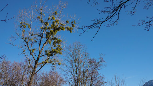 Imágenes de Misteln: descubre bancos de fotos, ilustraciones, vectores ...