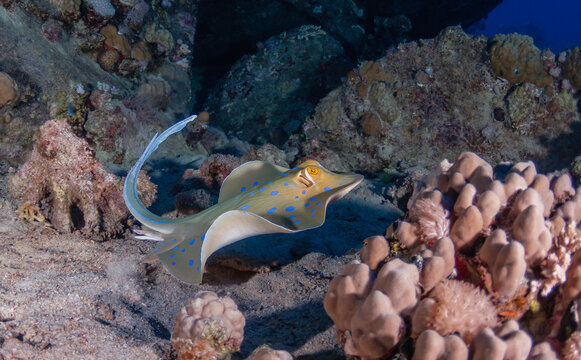 รูปภาพWhipray – เลือกดูภาพถ่ายสต็อก เวกเตอร์ และวิดีโอ29,332 | Adobe Stock