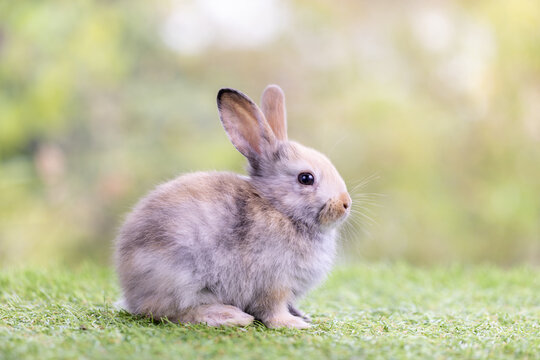 Kaninchenbau Bilder – Durchsuchen 4,007 Archivfotos, Vektorgrafiken und ...