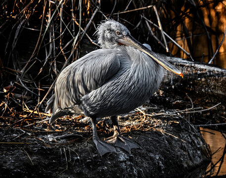 「Natatorial」の画像 - 1,523 件の Stock 写真、ベクターおよびビデオ | Adobe Stock
