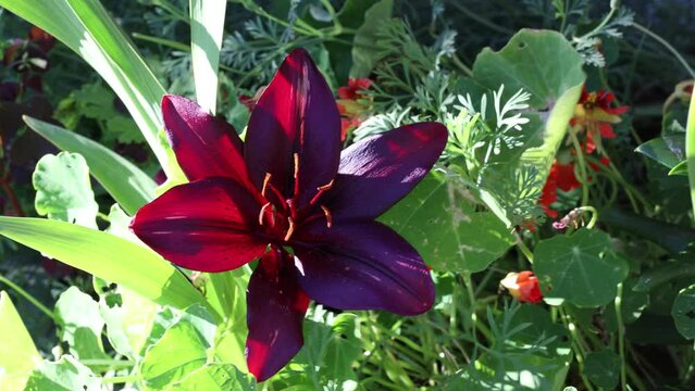 「Mapira」の写真素材 | 61件の無料イラスト画像 | Adobe Stock