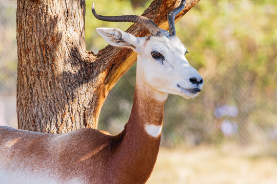 รูปภาพAddra – เลือกดูภาพถ่ายสต็อก เวกเตอร์ และวิดีโอ844 | Adobe Stock