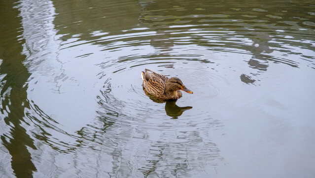 Imágenes de Graznar: descubre bancos de fotos, ilustraciones, vectores ...