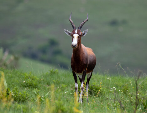 「Blesbuck」の画像 - 1,009 件の Stock 写真、ベクターおよびビデオ | Adobe Stock