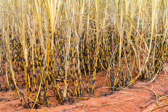 "Sugar Cane Plant" Bilder – Durchsuchen 203 Archivfotos, Vektorgrafiken ...