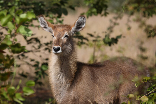 Kob Images – Parcourir 5,270 le catalogue de photos, vecteurs et vidéos ...